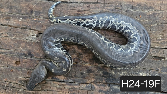 Black Head Sumatran Short-Tailed Python by Bio Boutique