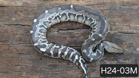 Gunmetal Sumatran Short-Tailed Python by Bio Boutique