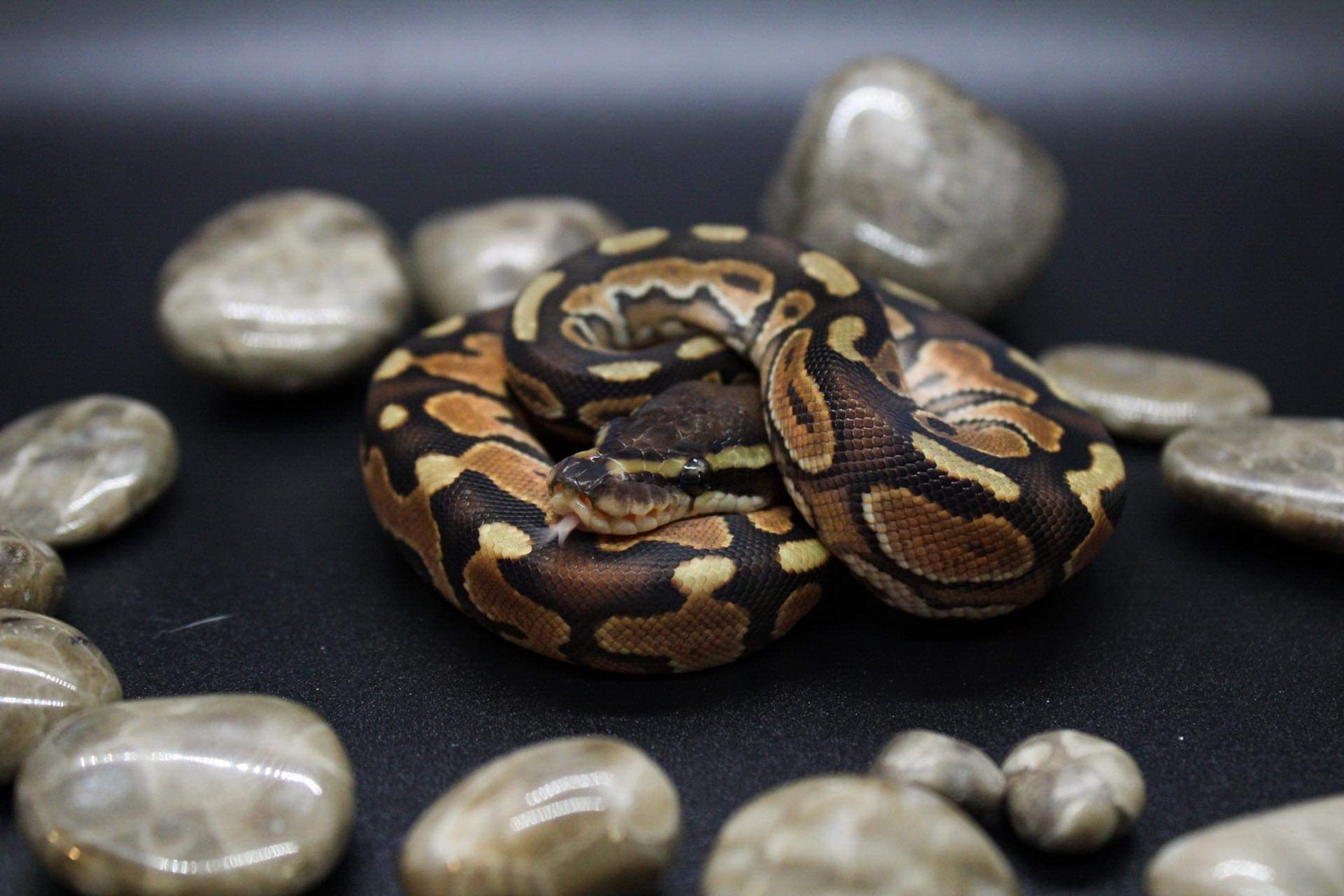 Cinnamon Enchi Ball Python by O Balls Ball Pythons - MorphMarket