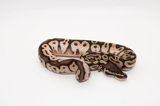 Pastel Calico Ball Python by O Balls Ball Pythons