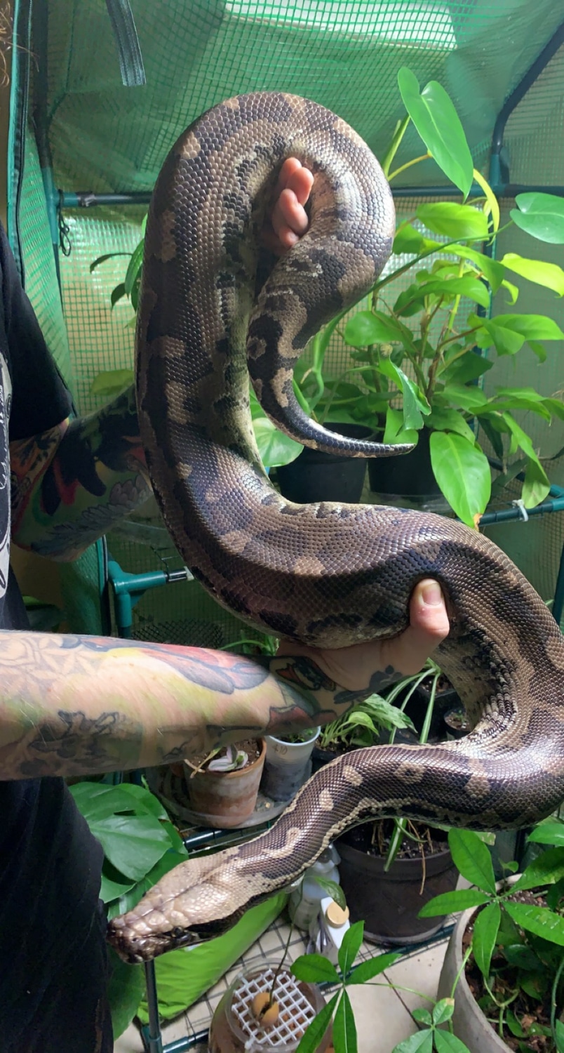 2017 RTB Male Sumatran Short Tail Python Sumatran Short-Tailed Python ...