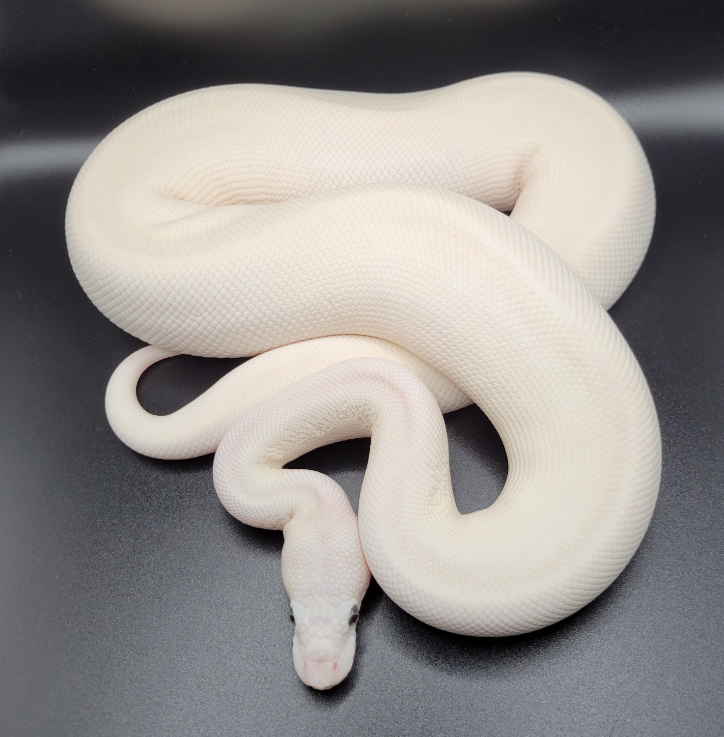 Super Russo BEL Ball Python by OAC Reptiles - MorphMarket