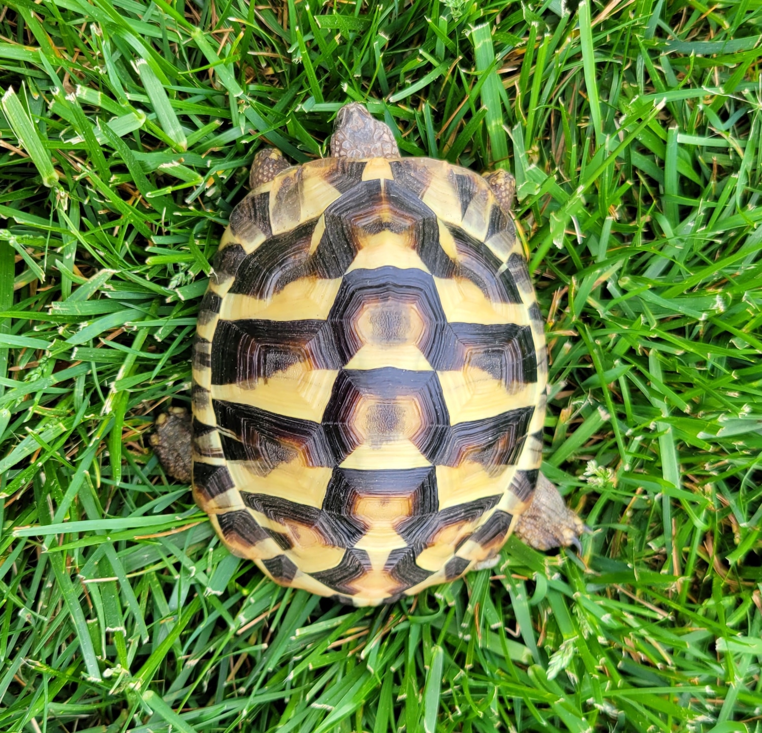Eastern Hermann's Tortoise by OAC Reptiles - MorphMarket