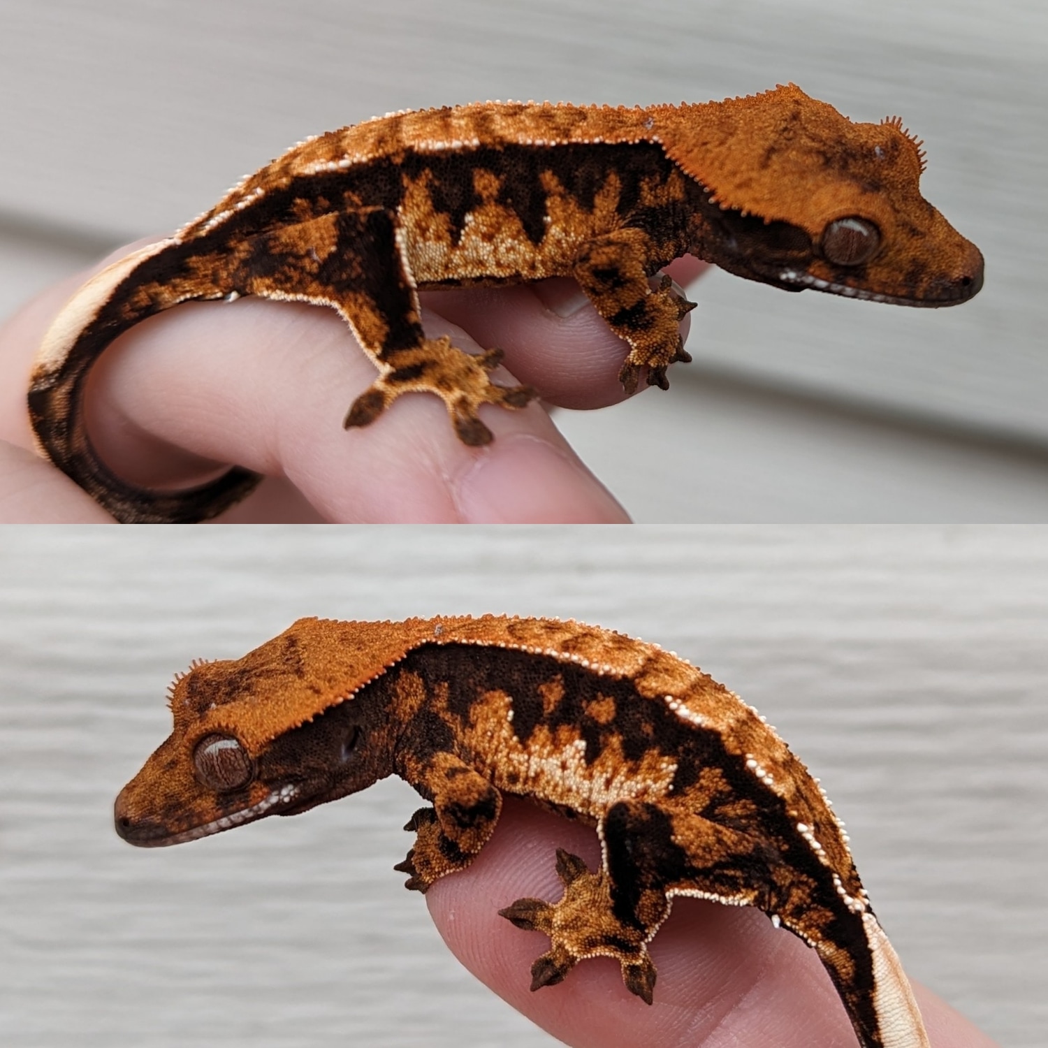 Tri-color Harlequin PPV Crested Gecko by OAC Reptiles - MorphMarket