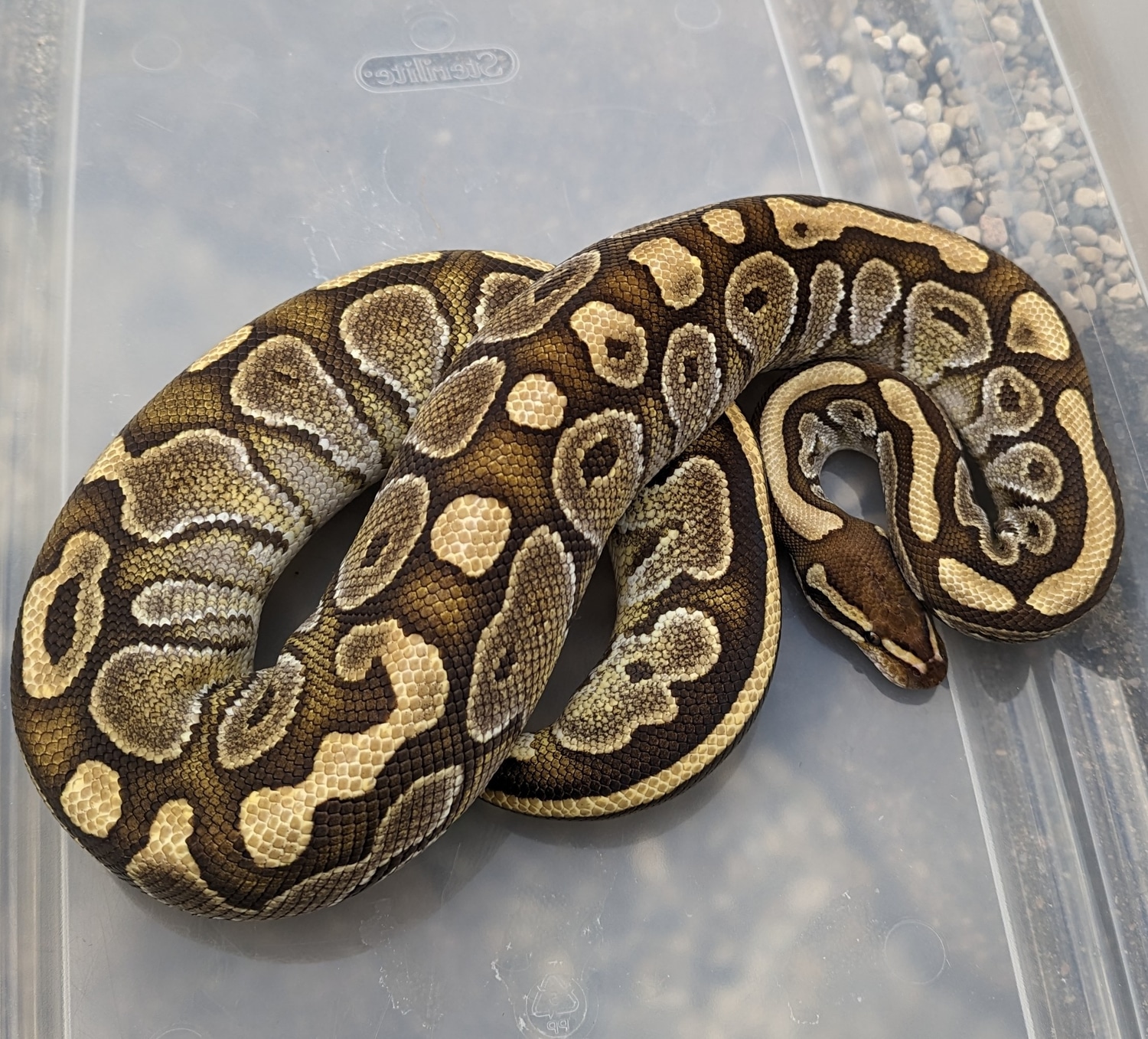 Lesser Proven Ball Python by OAC Reptiles - MorphMarket