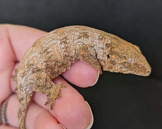 Baby Leachie Leachianus Gecko by OAC Reptiles