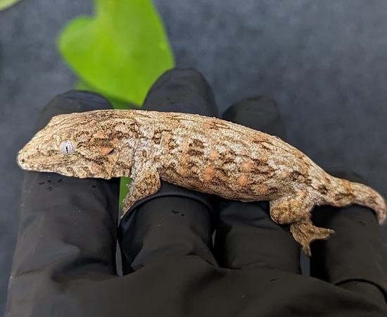 Leachie 3 Leachianus Gecko by OAC Reptiles
