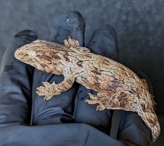 Leachie 6 Leachianus Gecko by OAC Reptiles