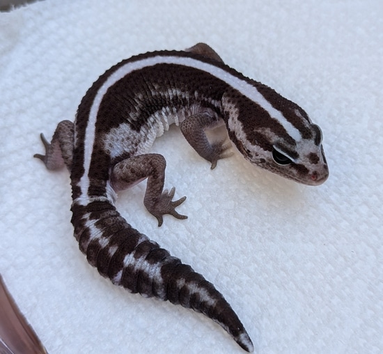 Oreo Zero Het Ghost & Patternless African Fat-Tailed Gecko by OAC Reptiles