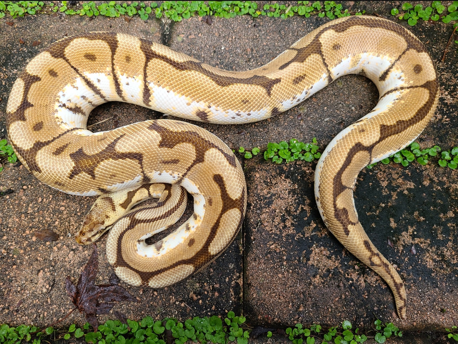 Female BumbleBee Ball Python by Element Exotics - MorphMarket