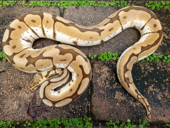 Female BumbleBee Ball Python by Element Exotics