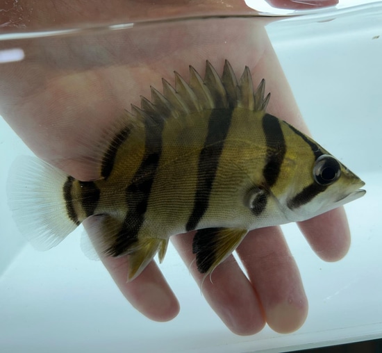 NTT Datnoid 4-5" Other Freshwater Fish by Oasis Aquatics LLC