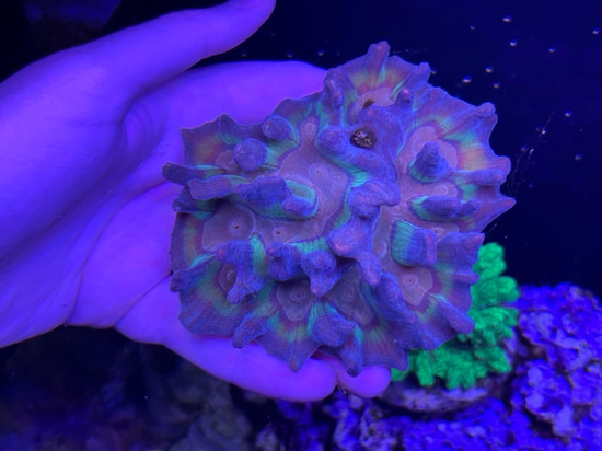 XL Rainbow Pectinia Lps by Oasis Aquatics LLC