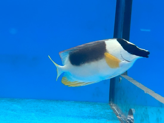 XL Magnificent FoxFace Rabbitfish by Oasis Aquatics LLC