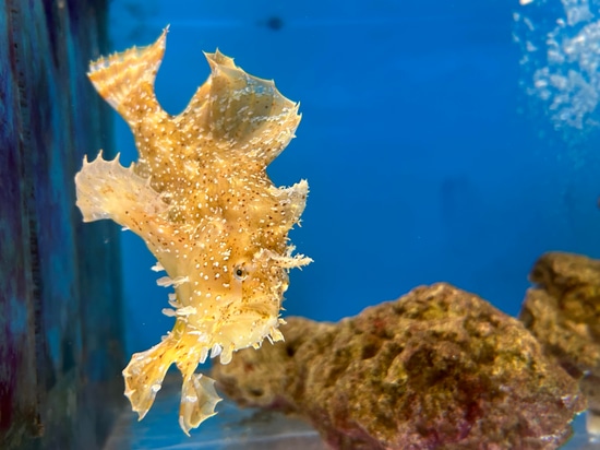 XXL Sargassum Angler Lionfish & Scorpionfish by Oasis Aquatics LLC
