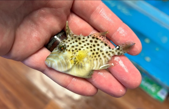 SUPER RARE! Gold Heart Trigger Other Saltwater Fish by Oasis Aquatics LLC