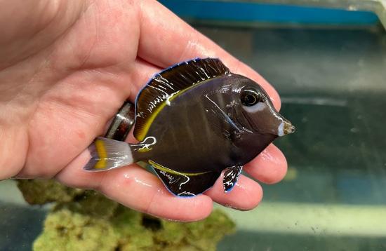 Gold Rim Tang Tangs & Surgeonfish by Oasis Aquatics LLC
