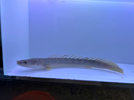 Nile Bircher (Polypterus Birchir Birchir) RARE Bichirs & Ropefish by ...