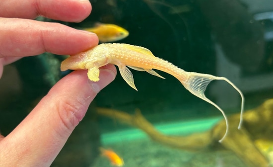 Albino Adonis Pleco L155 5” L Series Pleco by Oasis Aquatics LLC