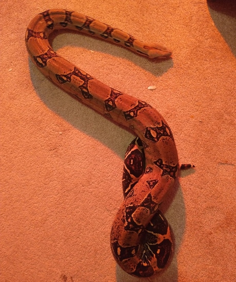 Normal Boa Boa Constrictor by Tangled Tails Exotics