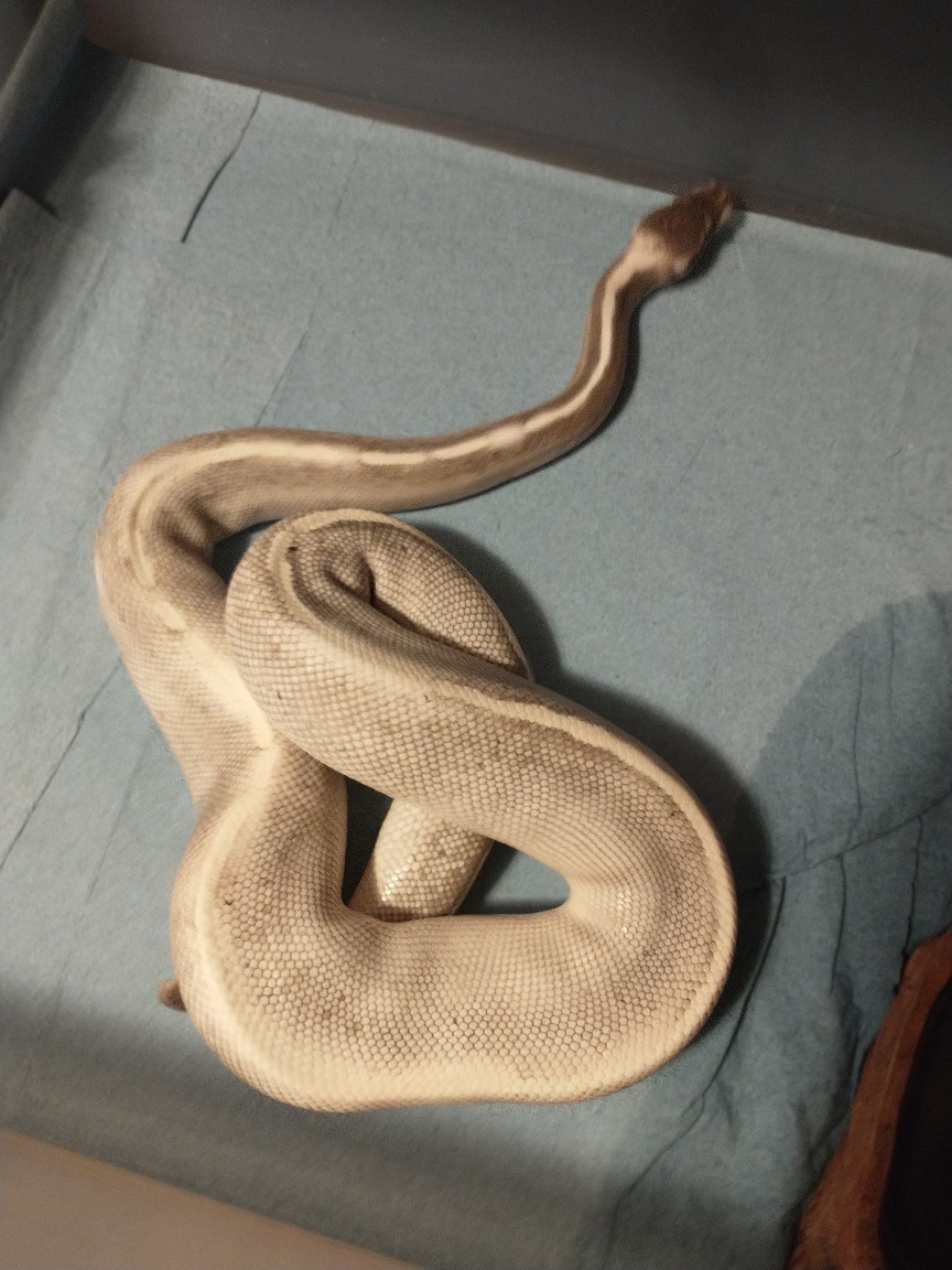 Mystic Potion GHI Ball Python by Olivia Augustine - MorphMarket