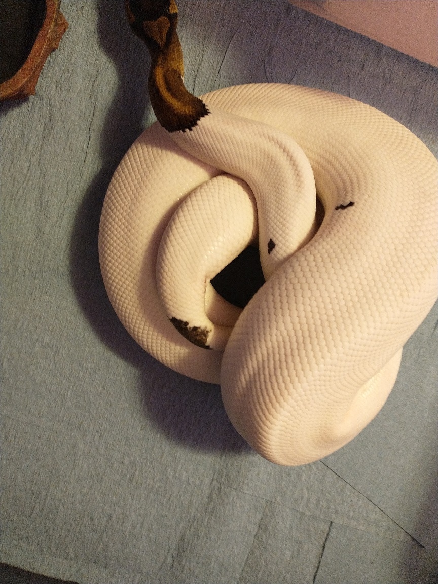 Black Pastel Pied Ball Python by Olivia Augustine - MorphMarket