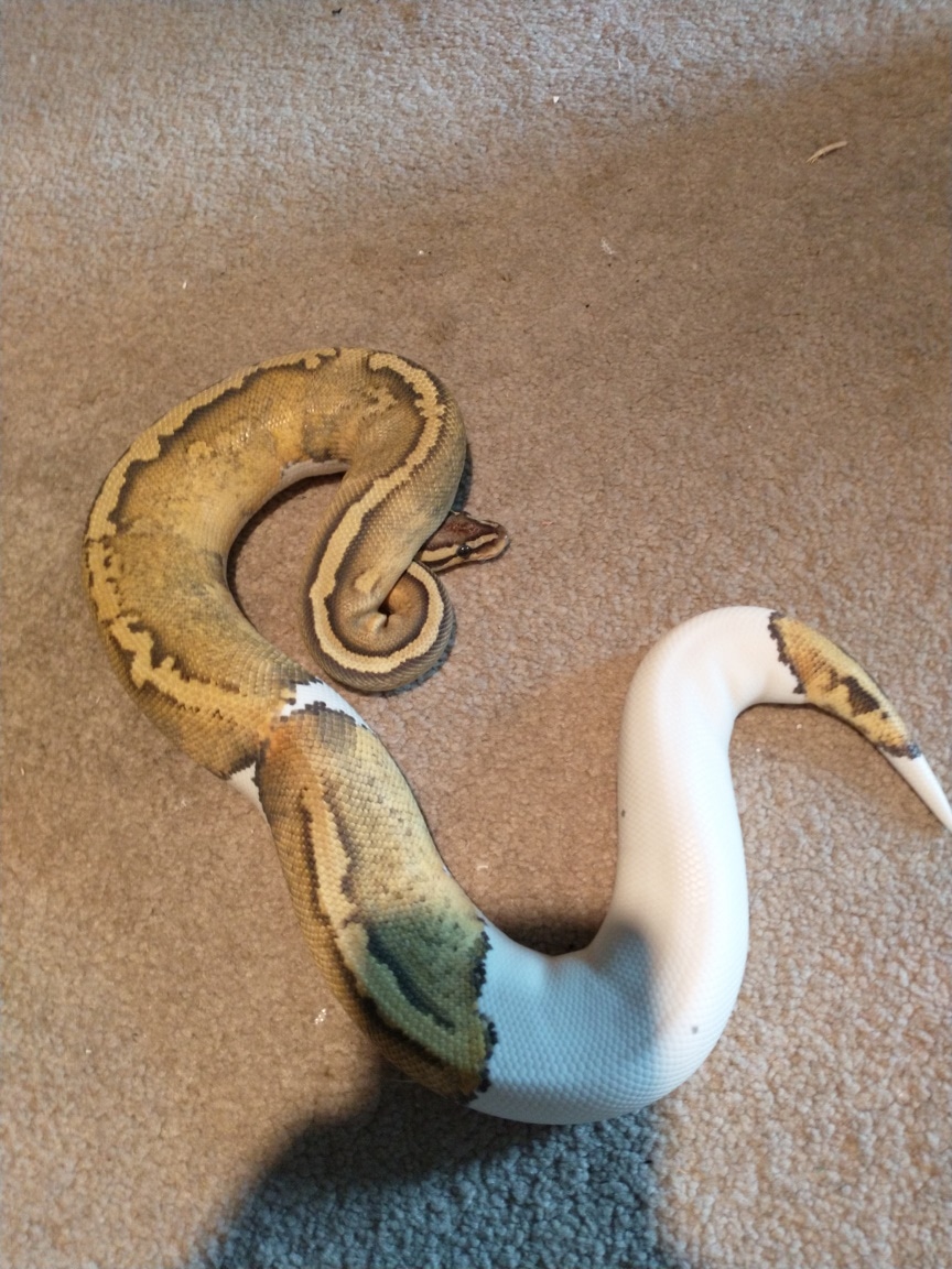 Ghost Pied Ball Python by Olivia Augustine - MorphMarket