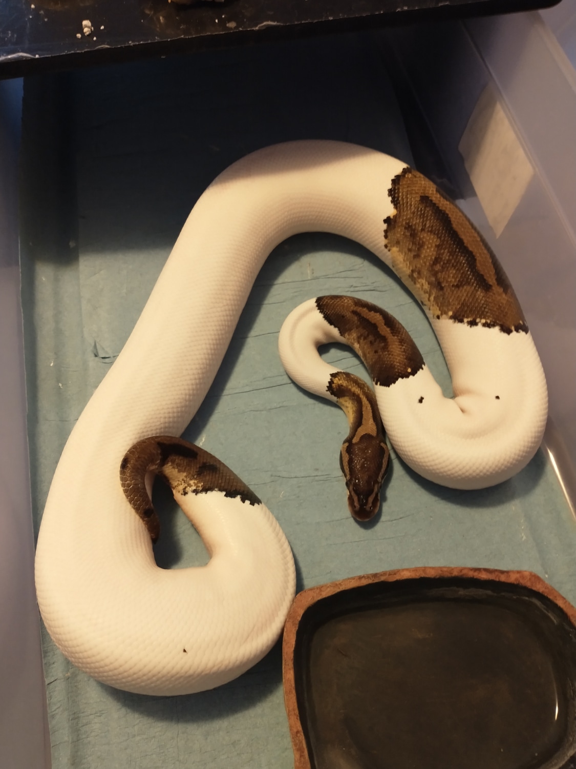 *SALE*Adult Pied Ball Python by Olivia Augustine - MorphMarket