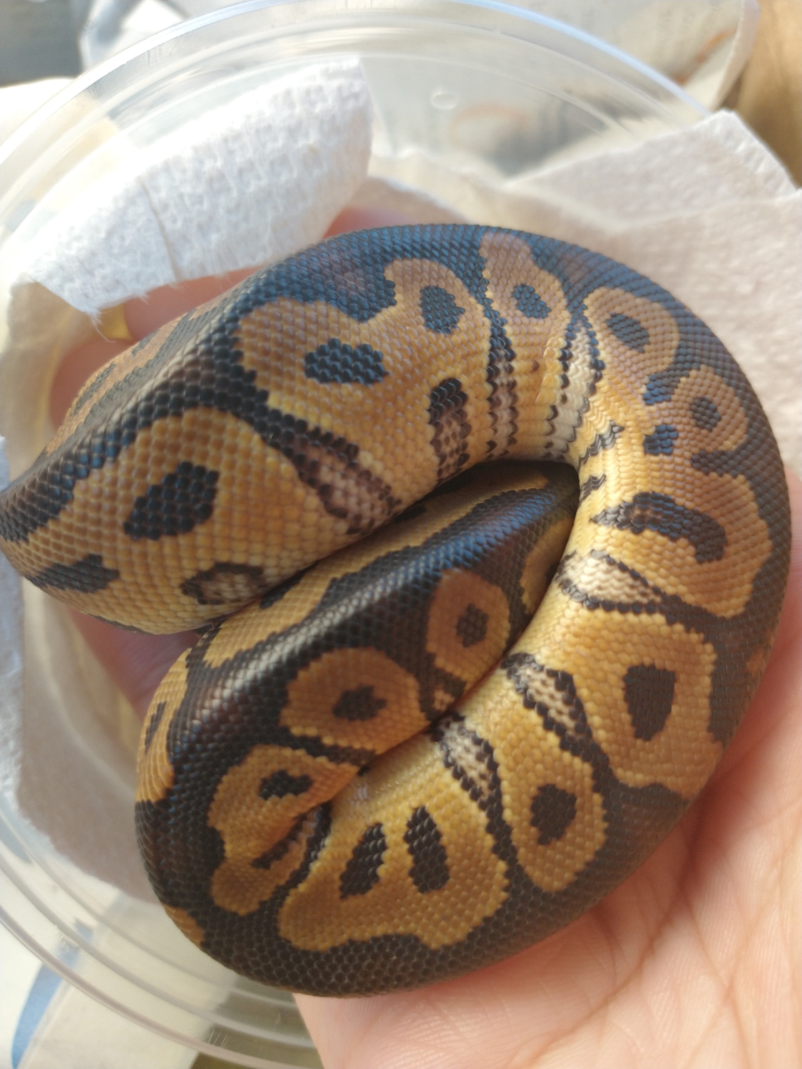FREE SHIP Clown Ball Python by Olivia Augustine - MorphMarket