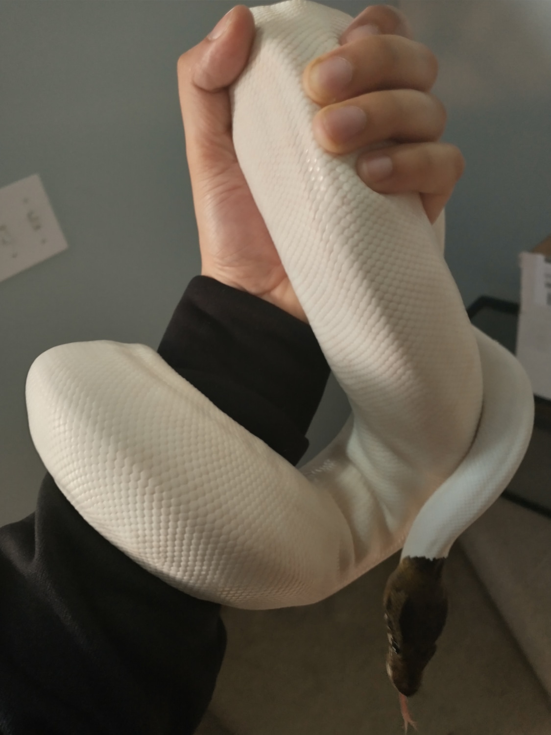 Black Pastel Pied Ball Python by Olivia Augustine - MorphMarket