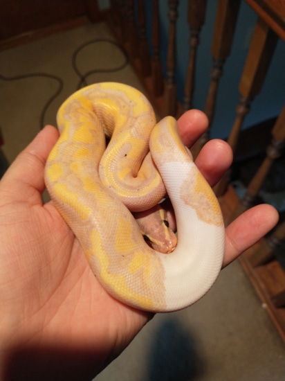 Banana Pied Ball Python by Tangled Tails Exotics