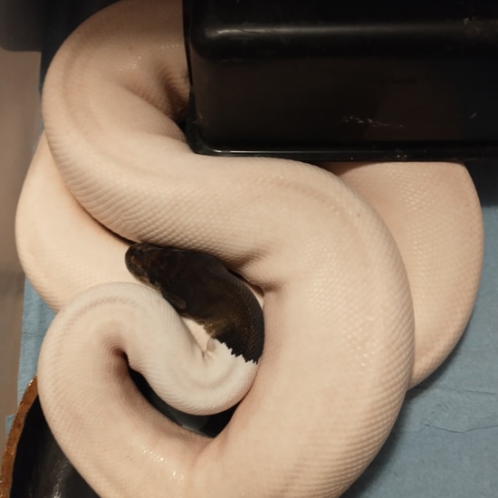 HUGE Proven Black Pastel Pied Ball Python by Tangled Tails Exotics