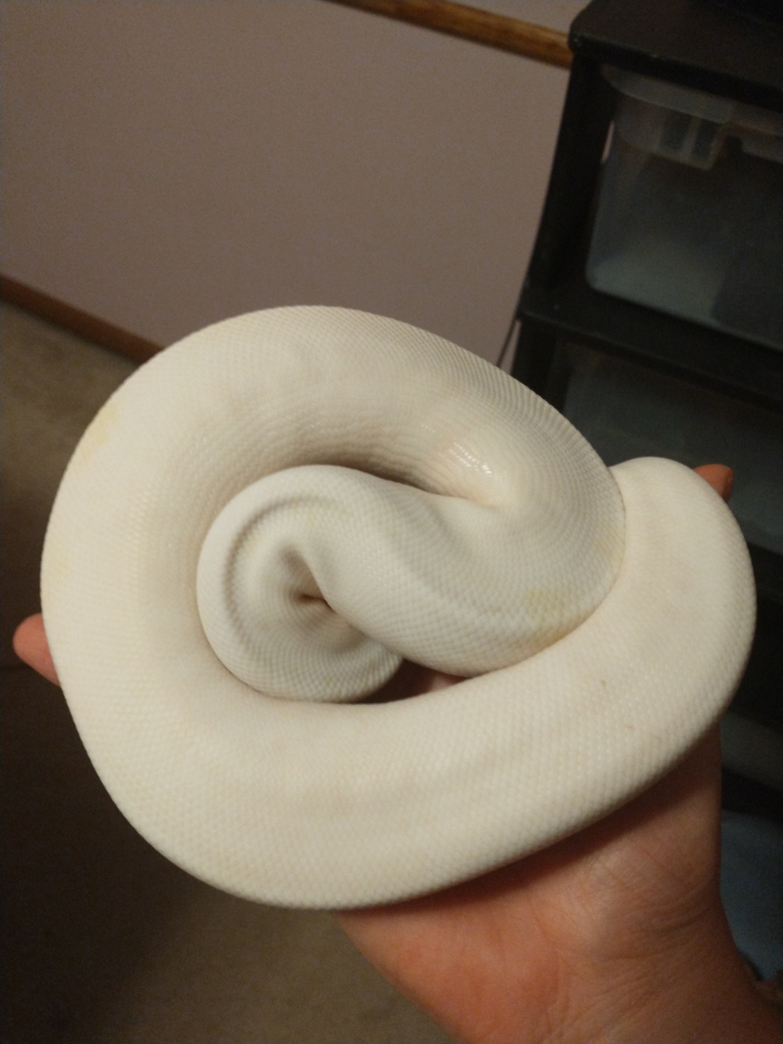 Super Fire Ball Python by Olivia Augustine - MorphMarket