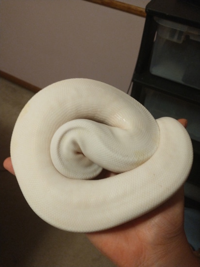 Super Fire Ball Python by Tangled Tails Exotics