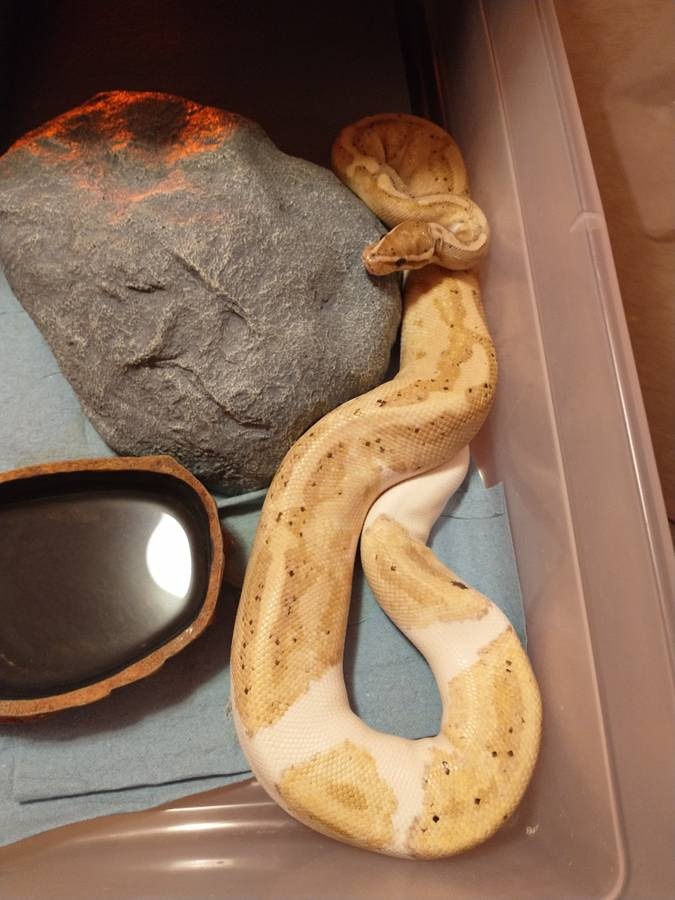 Banana Pied Yellowbelly 66 Het Desert Ghost Ball Python by Olivia Augustine - MorphMarket