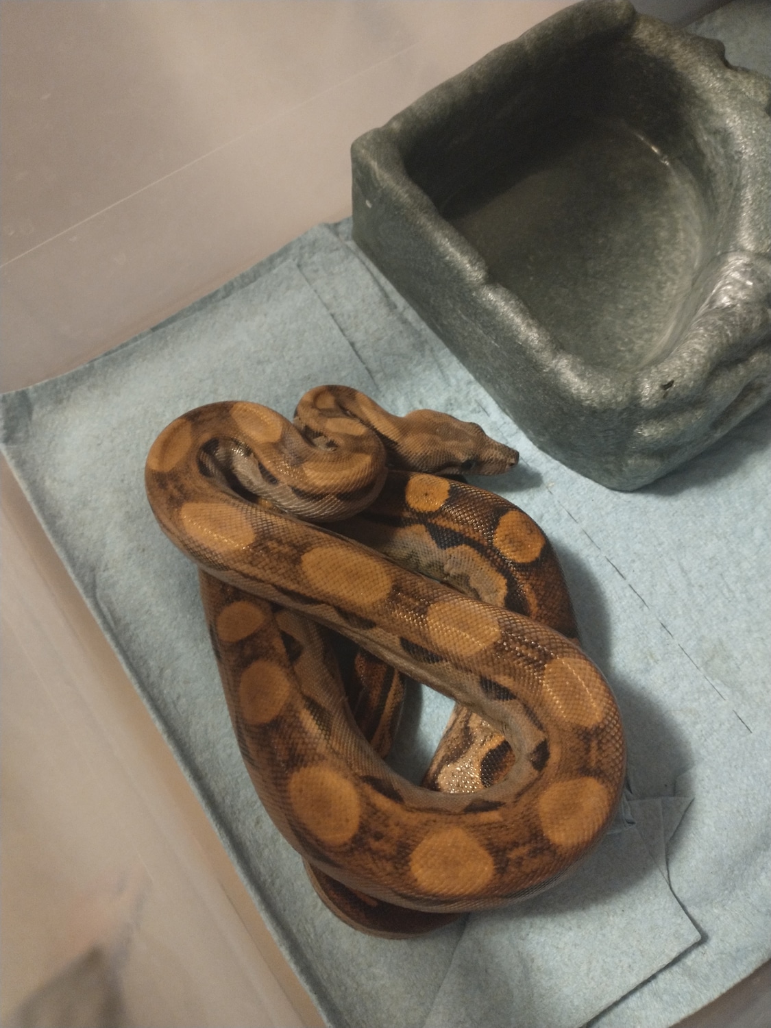 Motley Blood Boa Constrictor by Olivia Augustine - MorphMarket