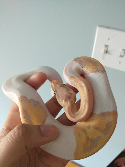 Banana Pied Ball Python by Tangled Tails Exotics