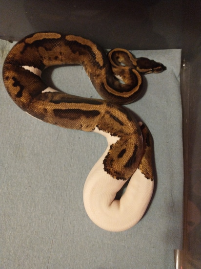Pied Ball Python by Olivia Augustine