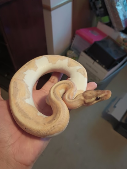 Banana Pied Ball Python by Tangled Tails Exotics
