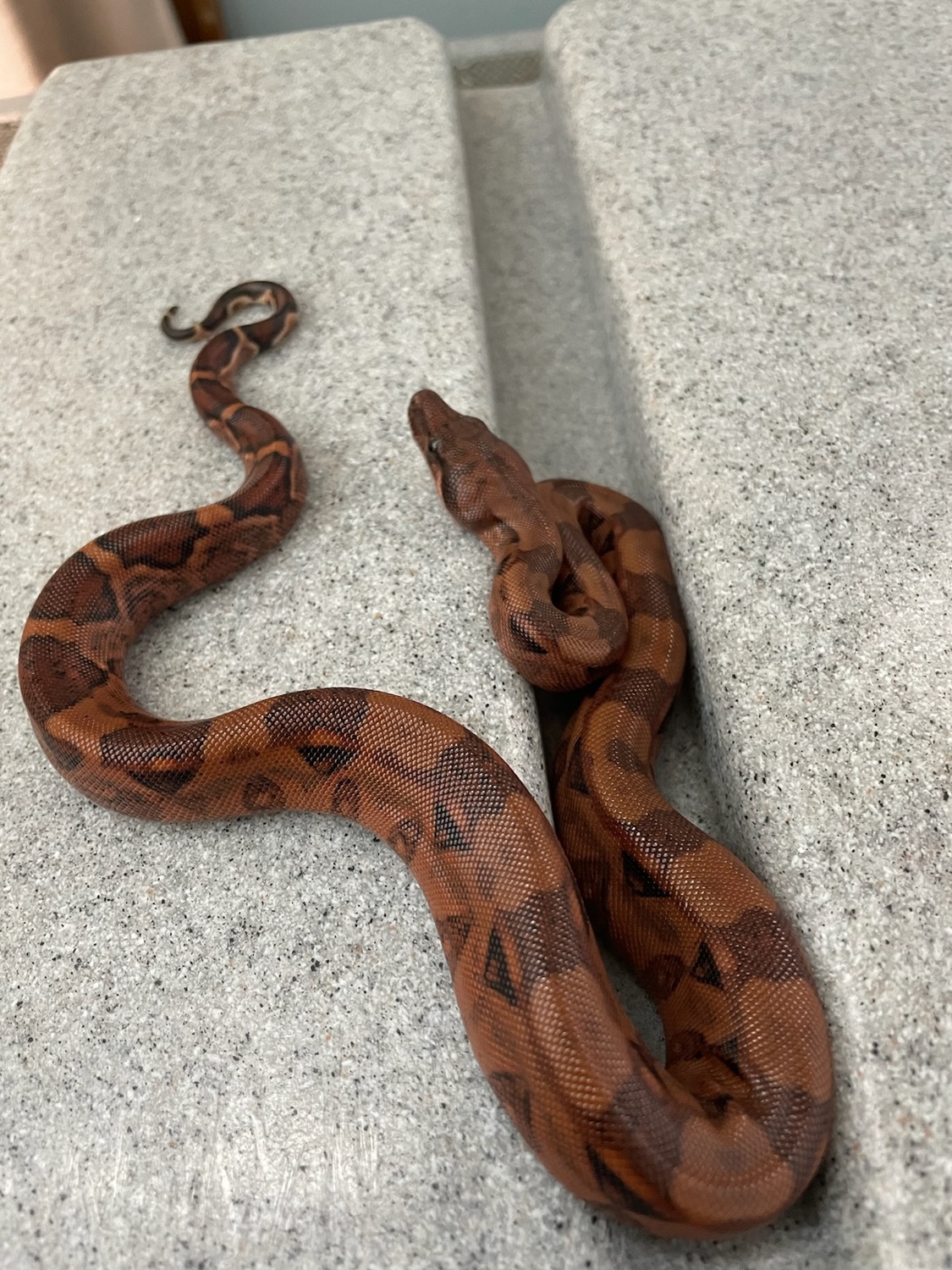 Ron St. Pierre Line Blood Boa Boa Constrictor by Olivia Augustine ...