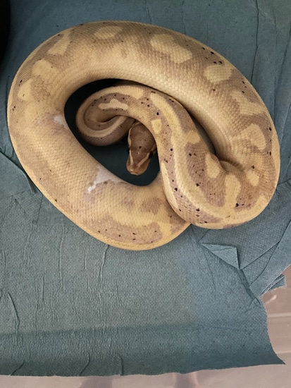 Banana Pied Ball Python by Tangled Tails Exotics