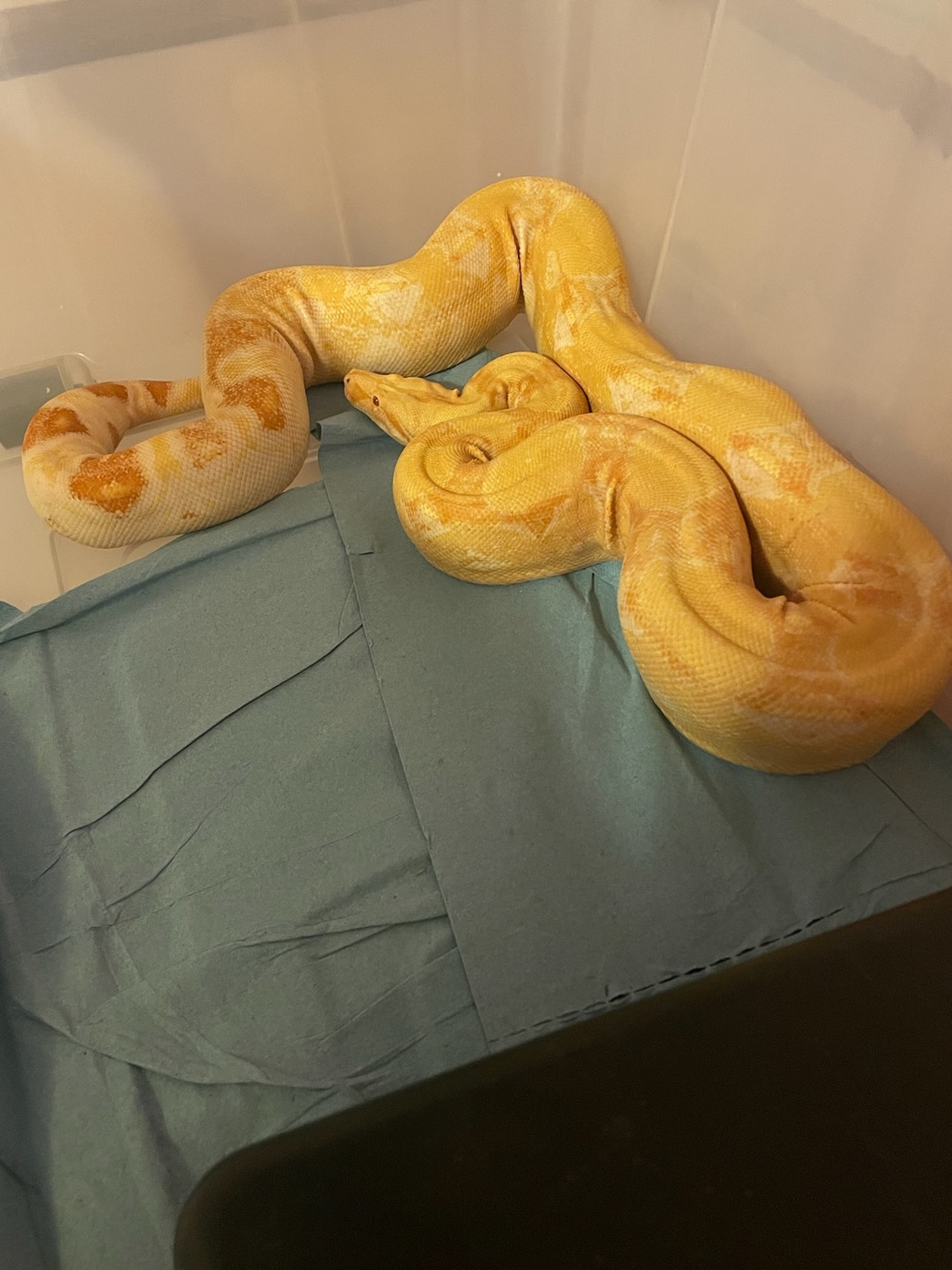 Sharp Albino Boa Constrictor by Olivia Augustine - MorphMarket