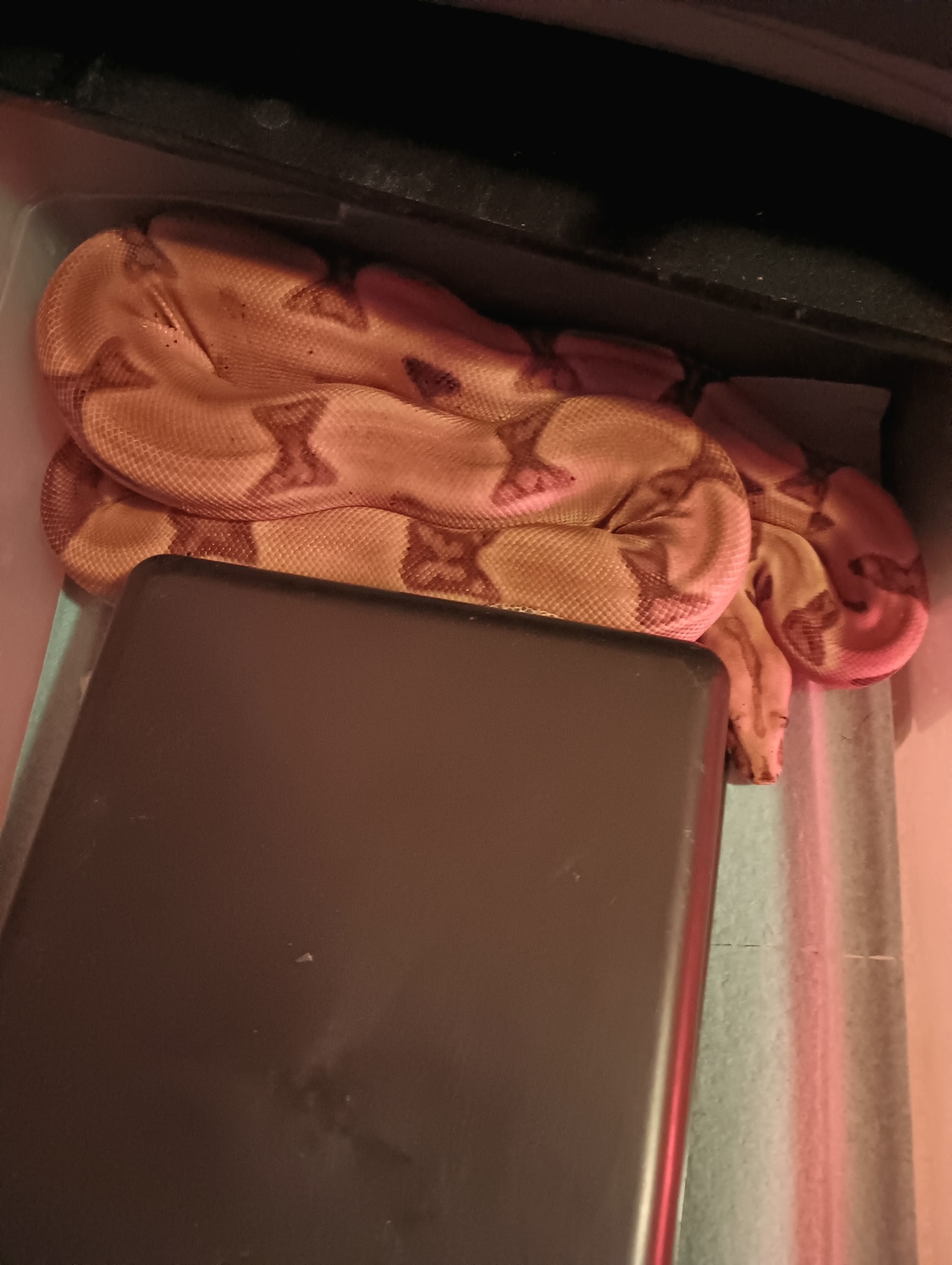 Hypo Jungle Blood Boa Constrictor by Olivia Augustine - MorphMarket