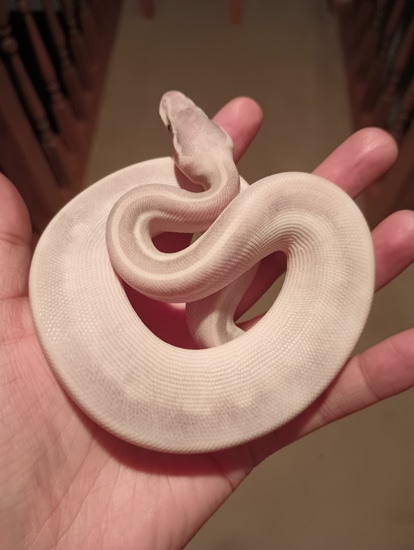 *POS Pet Only* Mystic Potion Ball Python by Tangled Tails Exotics