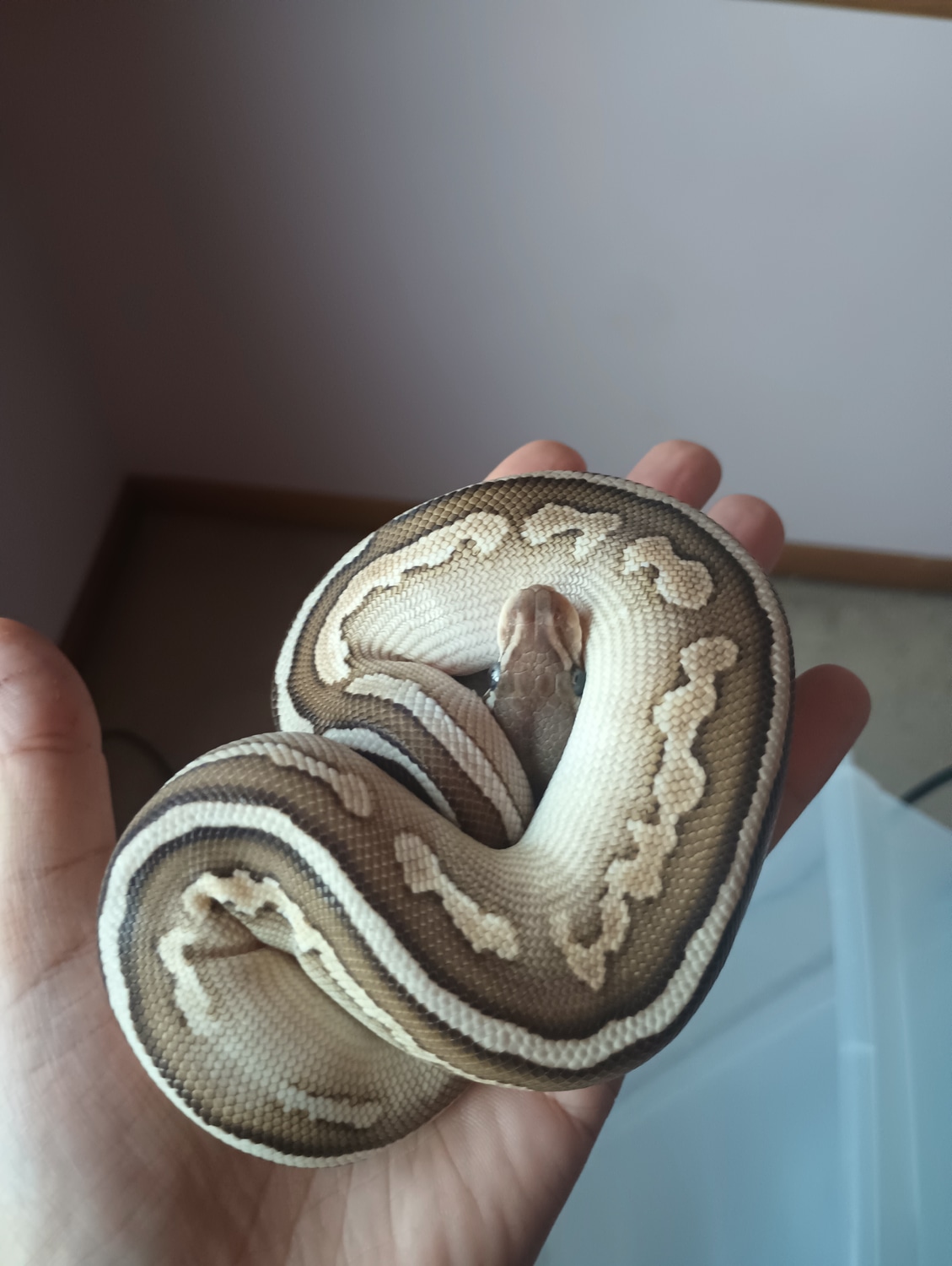 Savannah Het Pied Ball Python by Olivia Augustine - MorphMarket