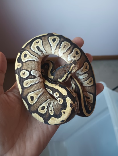 Pastave Het Pied Ball Python by Tangled Tails Exotics