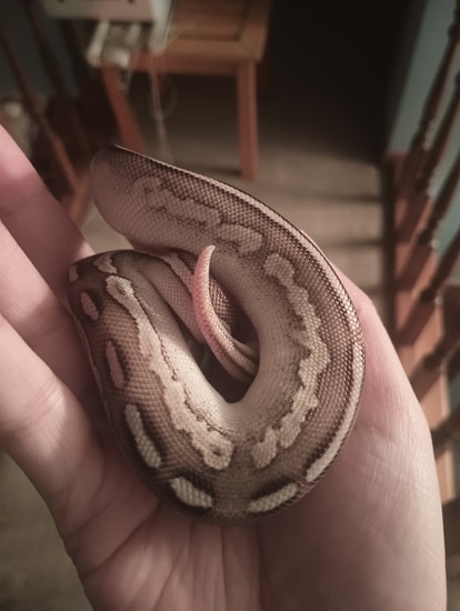 Savannah Het Pied Ball Python by Tangled Tails Exotics