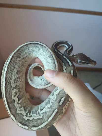 Savannah Pastel Het Pied Ball Python by Tangled Tails Exotics