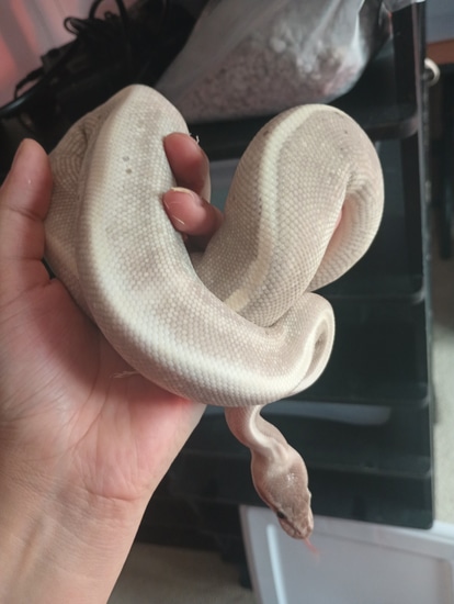 Mystic Potion GHI Ball Python by Tangled Tails Exotics