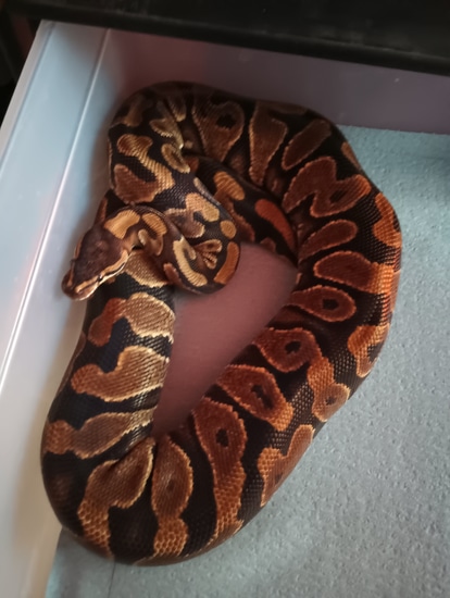 POS Pet Only Yellowbelly Ball Python by Tangled Tails Exotics